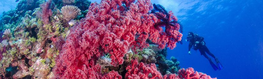 The Coral Sea | Australian Marine Parks | Parks Australia