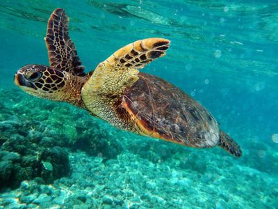 Sea turtles | Australian Marine Parks | Parks Australia