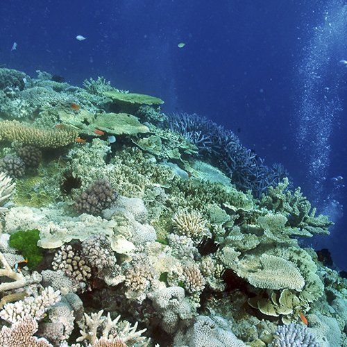 Osprey reef | Australian Marine Parks | Parks Australia