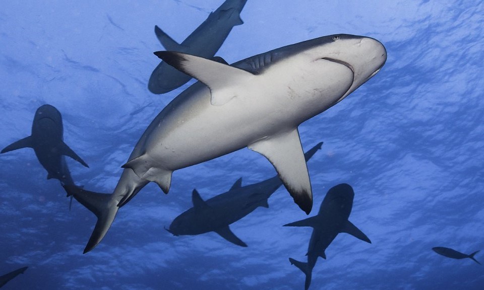 Predatory fish | Australian Marine Parks | Parks Australia