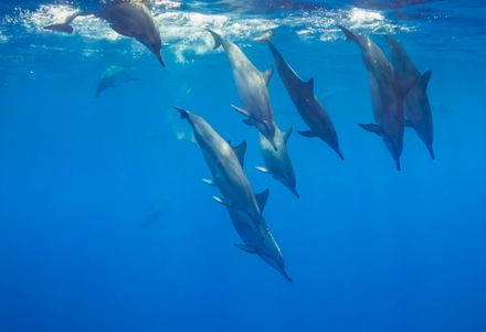 Ashmore Reef Marine Park | Australian Marine Parks | Parks Australia