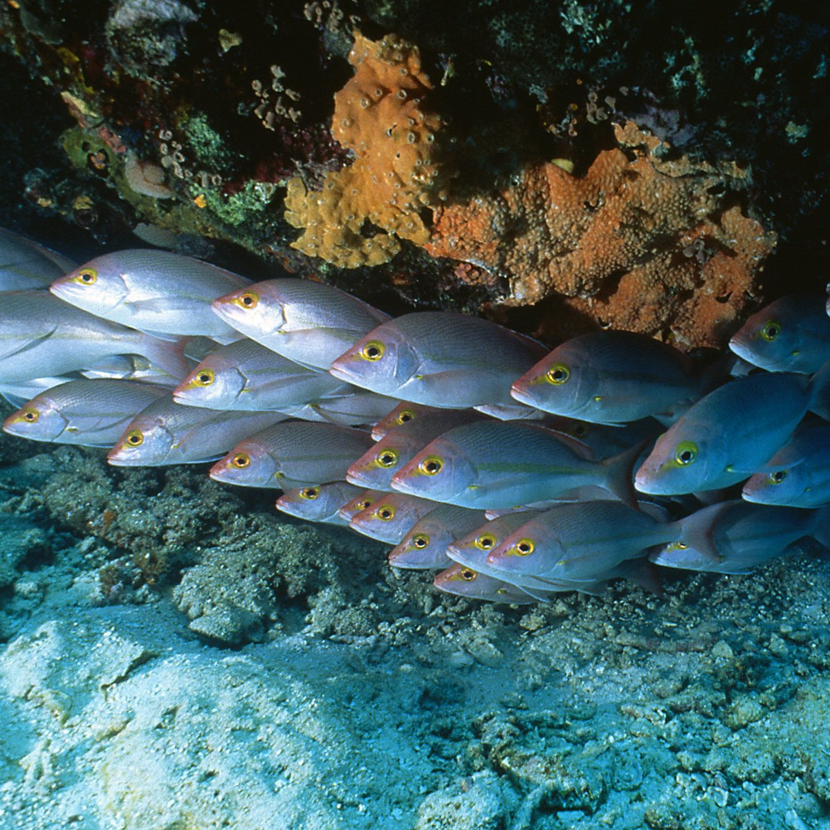 Shark Bay Marine Park