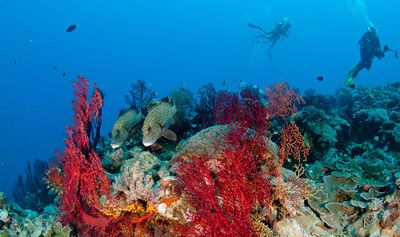 Reefs of the Coral Sea | Australian Marine Parks | Parks Australia