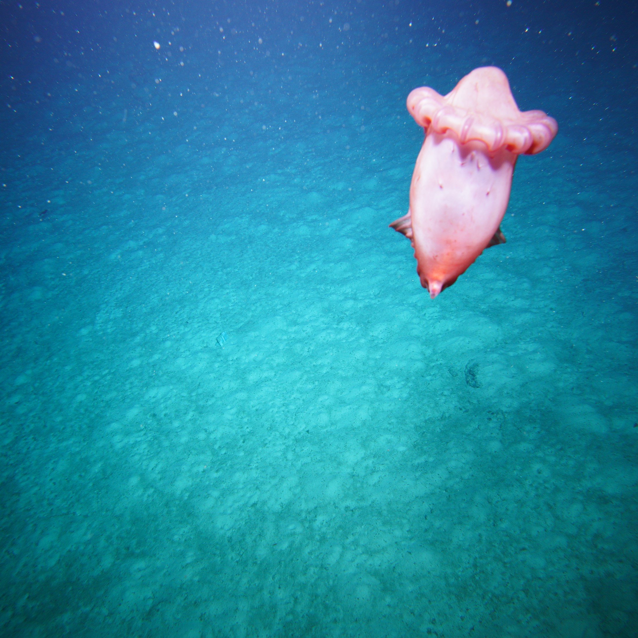 Students and deep-sea scientists spy headless chicken monsters ...