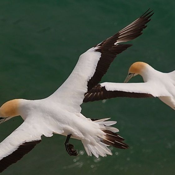 Marine parks | Australian Marine Parks | Parks Australia