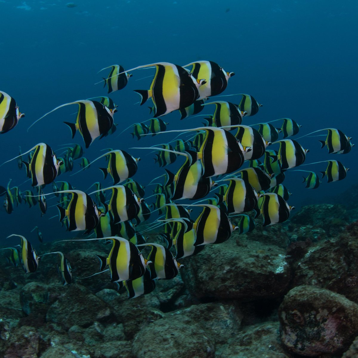 Reef Life Survey | Australian Marine Parks | Parks Australia