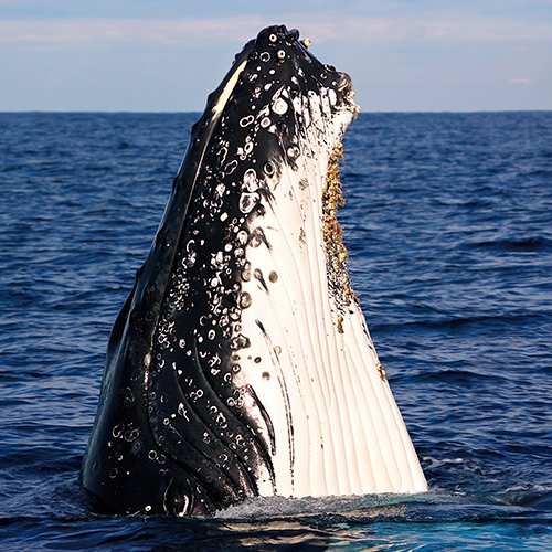 Perth Canyon Marine Park | Australian Marine Parks | Parks Australia