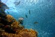 Predatory fish | Australian Marine Parks | Parks Australia