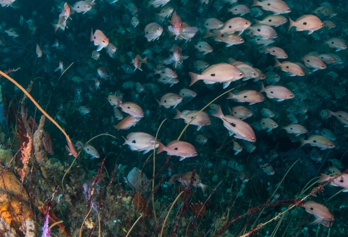 2020-21 authorisations | Australian Marine Parks | Parks Australia