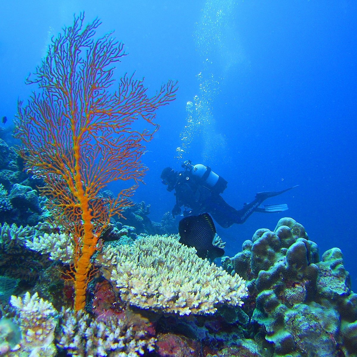 Mermaid Reef Marine Park | Australian Marine Parks | Parks Australia
