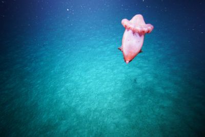 Students and deep-sea scientists spy headless chicken monsters ...