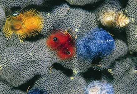 Geographe Marine Park | Australian Marine Parks | Parks Australia