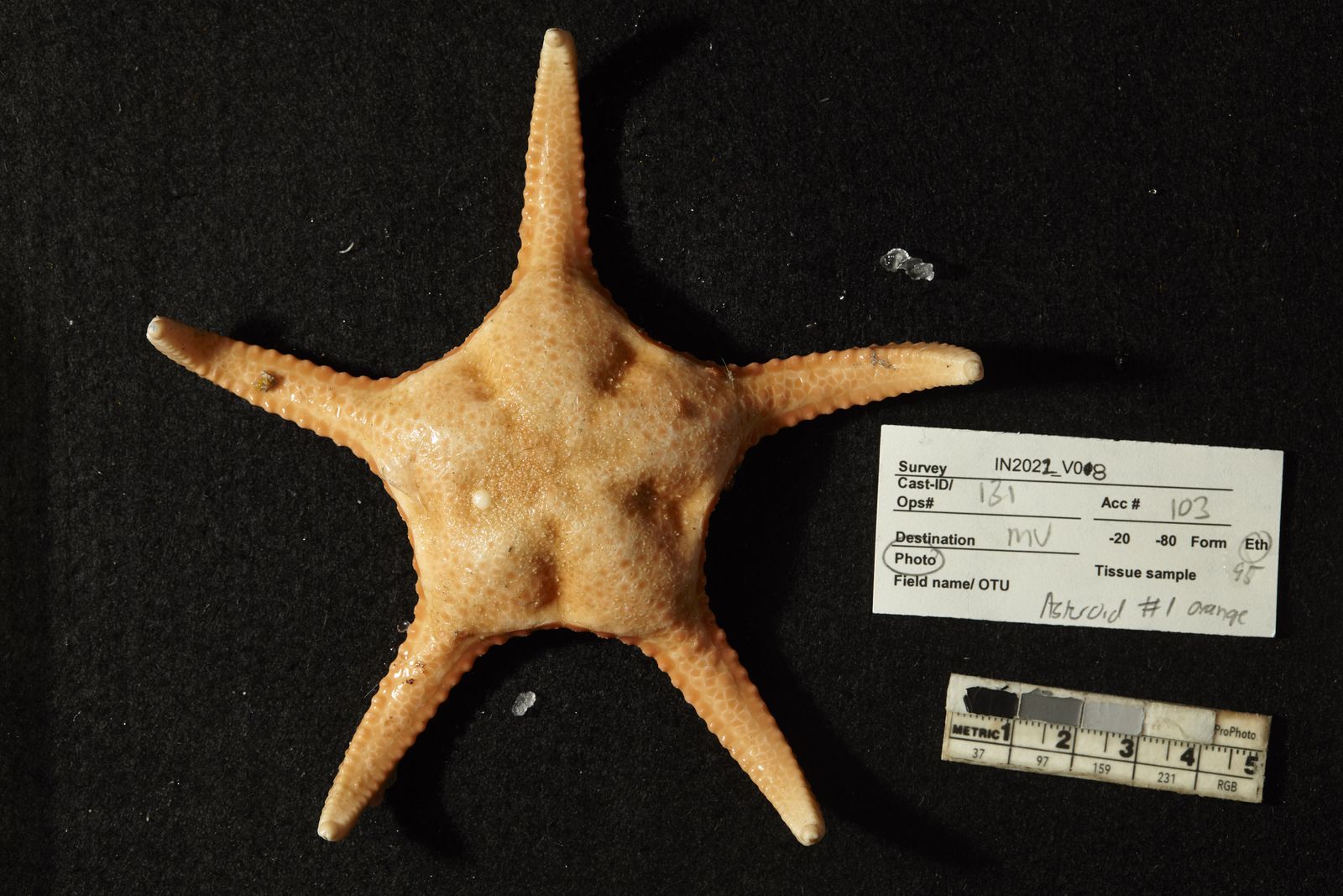 New deep-sea discoveries reveal hidden life in Australian Marine Parks ...
