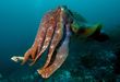 Predatory fish | Australian Marine Parks | Parks Australia