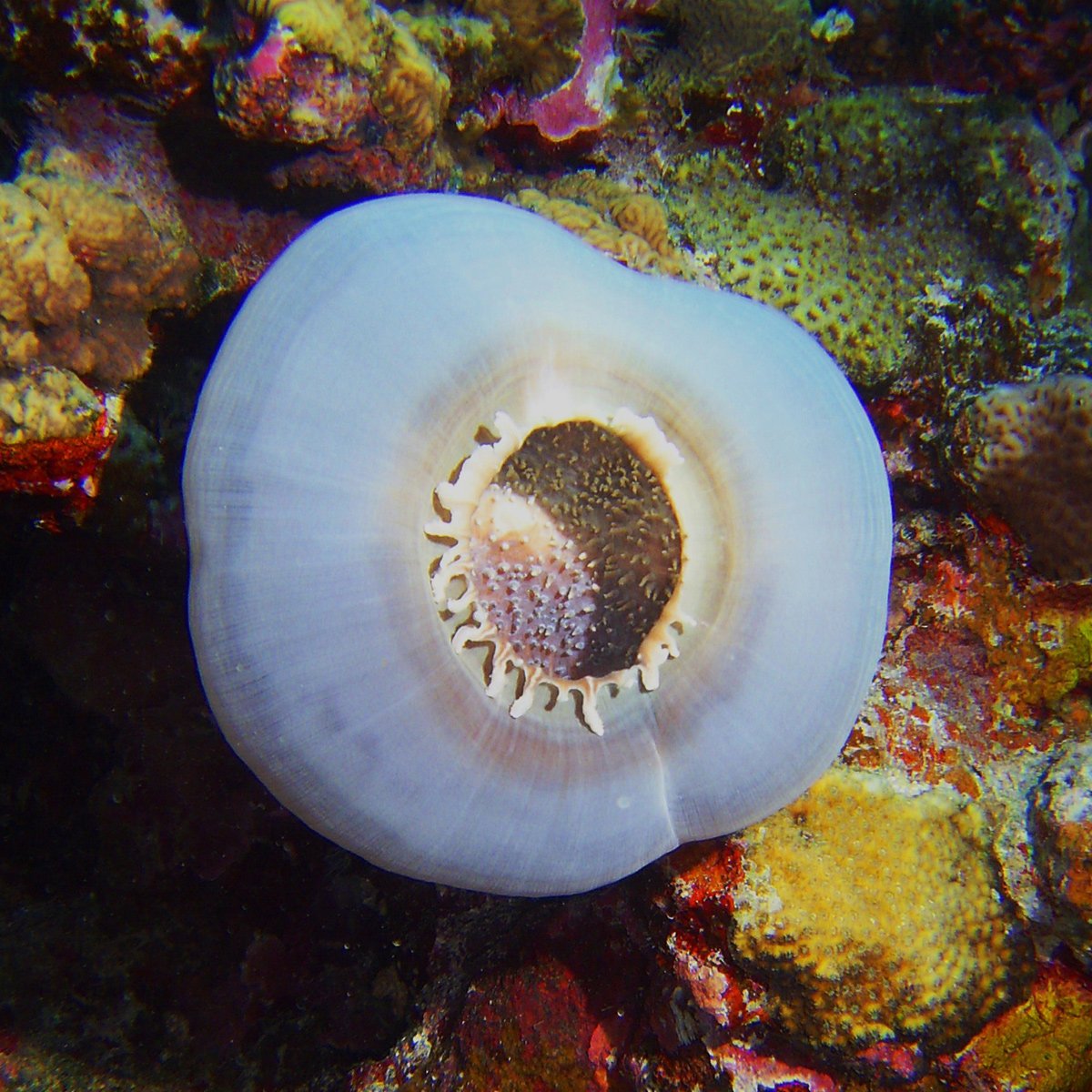 Huon Marine Park | Australian Marine Parks | Parks Australia