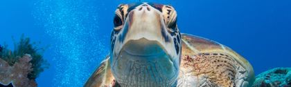 Sea turtles | Australian Marine Parks | Parks Australia