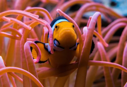 Predatory fish | Australian Marine Parks | Parks Australia