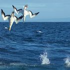 Australian Marine Parks | Parks Australia